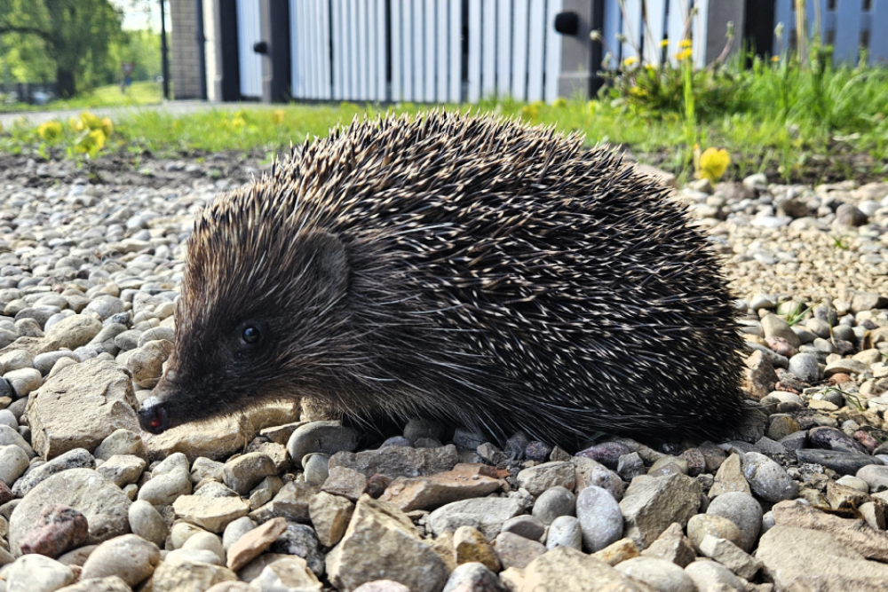 Gada dzīvnieks 2025 – ezis | Labdien.lv